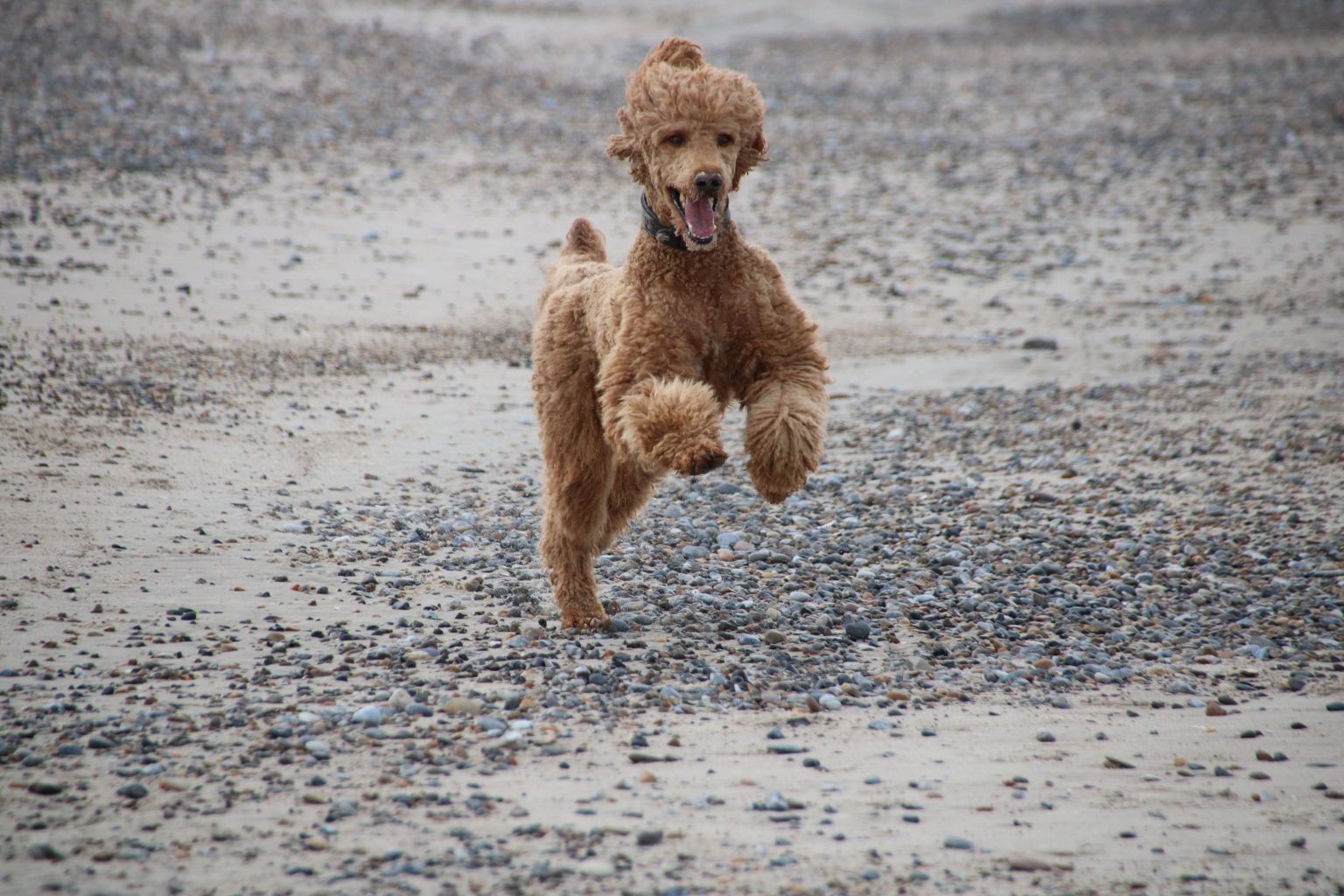Can Poodles Swim? 6 Simple Steps to Teach Your Poodle to Swim