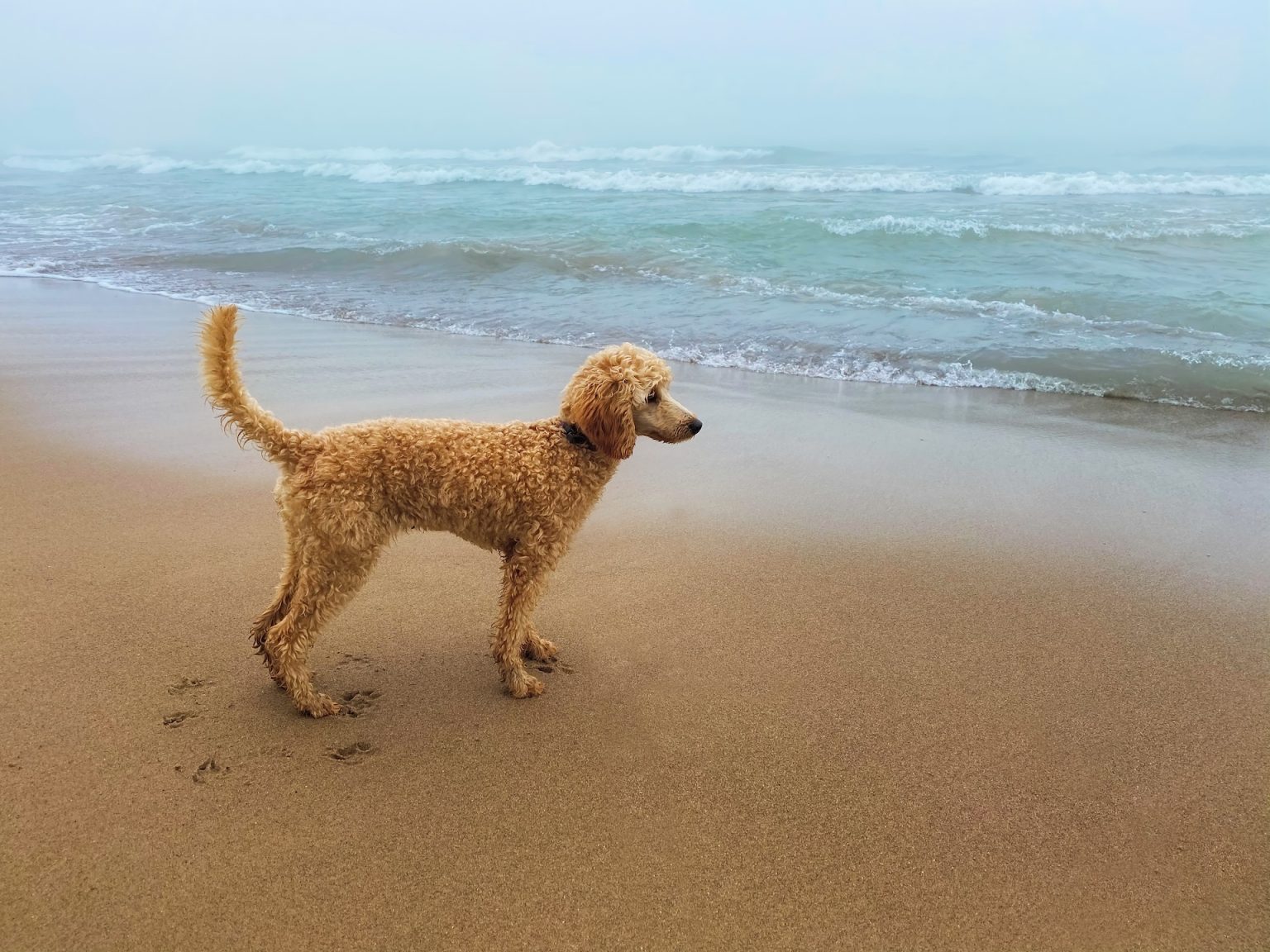 Can Poodles Swim? 6 Simple Steps to Teach Your Poodle to Swim