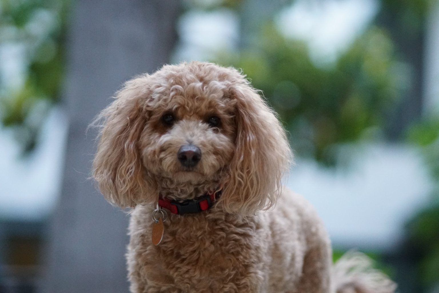 Poodle Dry Skin Issues: Causes, Symptoms & Treatment