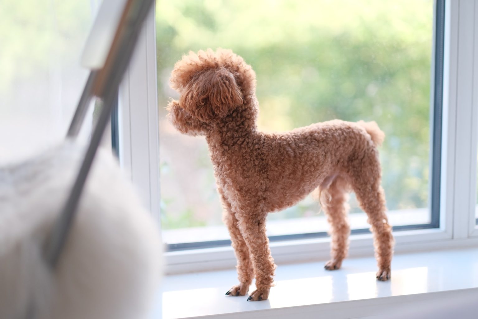 Poodle Dry Skin Issues: Causes, Symptoms & Treatment