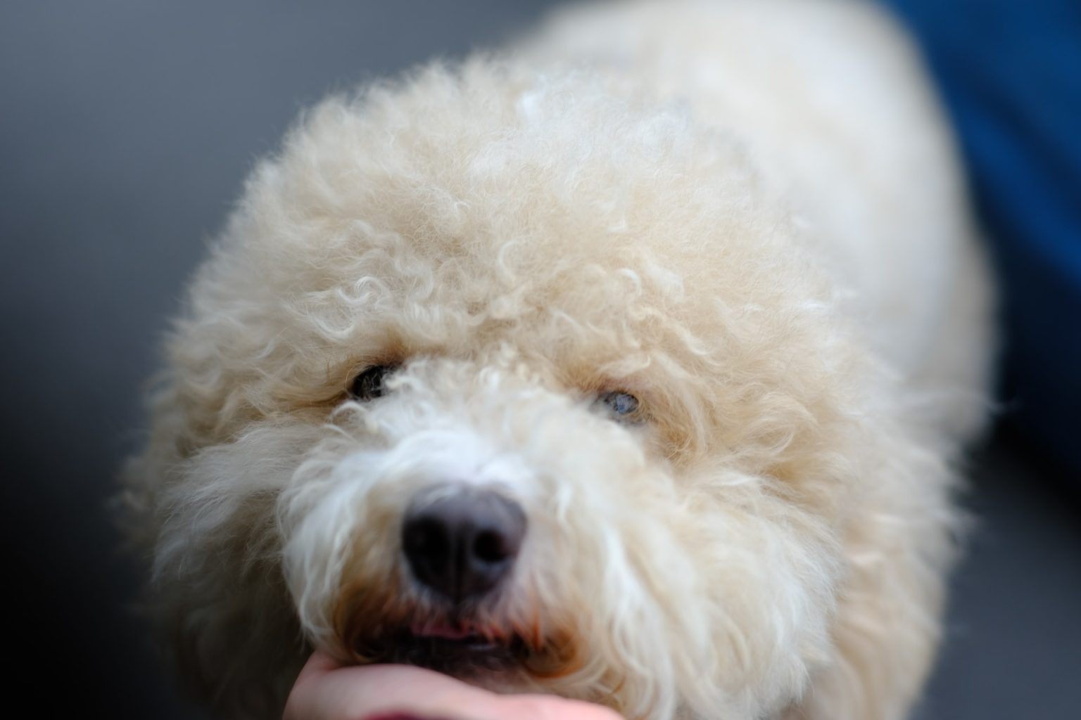 Purebred Poodle: How to Tell & What You Must Check