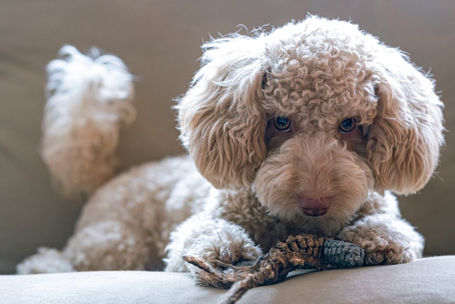 When Do Poodles Get Their Curls? How to Make Your Poodle Curly