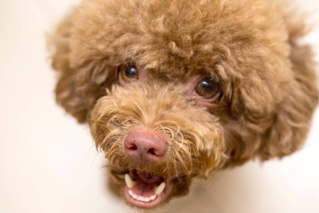 Are Poodles Aggressive? The Different Causes And How To Change It