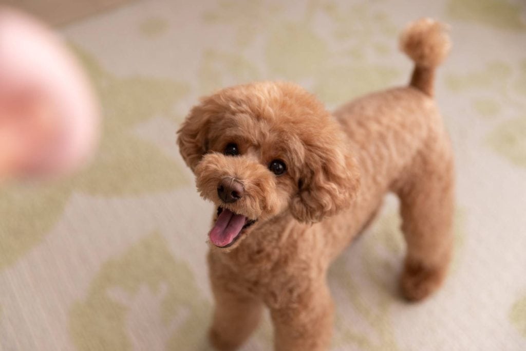 How to Stop Your Poodle from Biting? 12 Helpful Tips