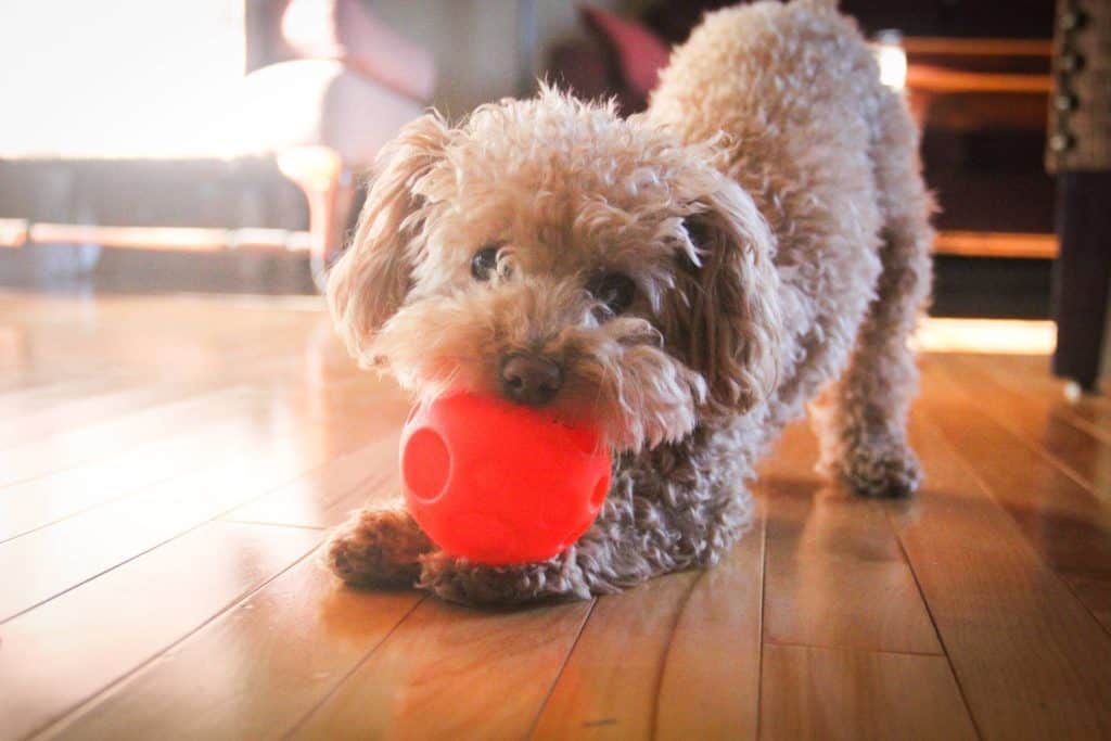 How to Stop Your Poodle from Biting? 12 Helpful Tips