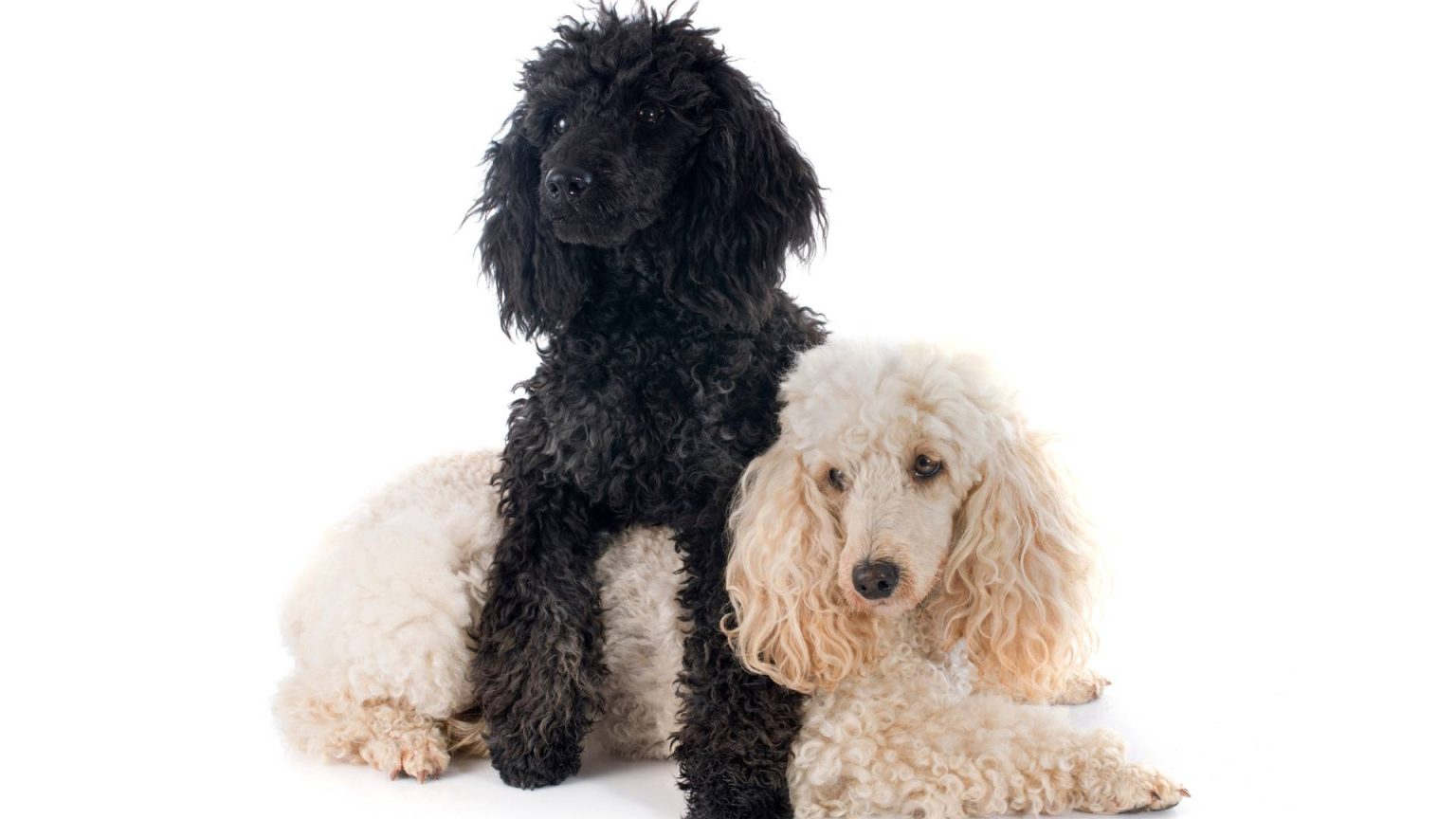 Are Poodles Aggressive? The Different Causes And How To Change It