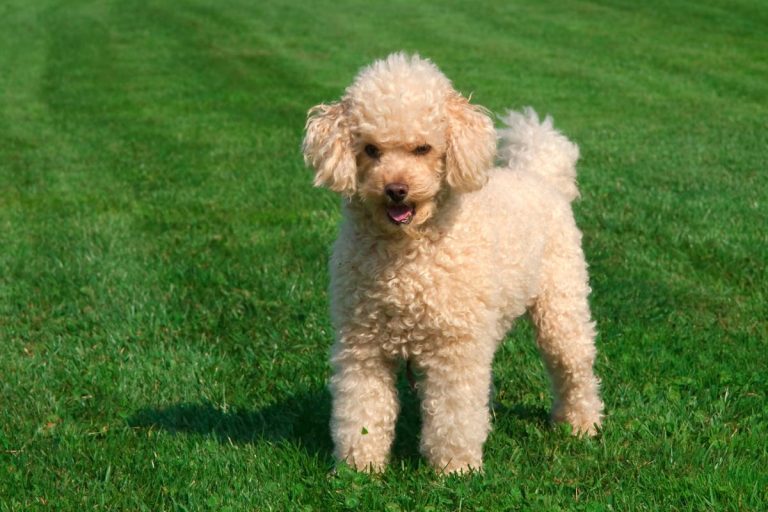 Are Poodles Good Guard Dogs? Guard Dog Training in 6 Steps