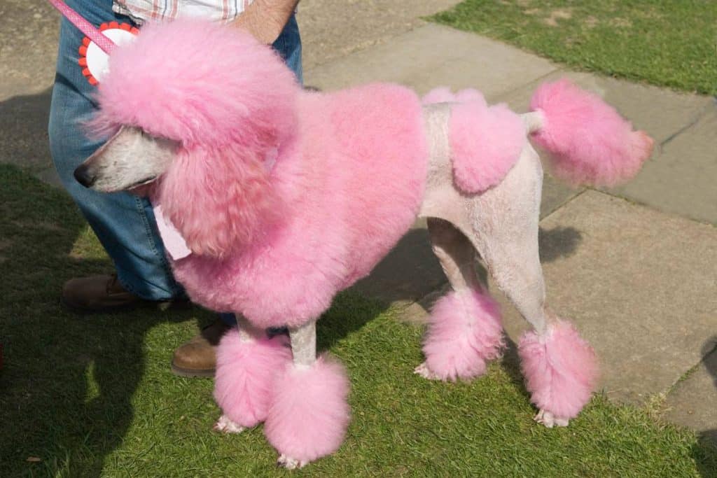 Are Poodles Smart? Poodle Intelligence Explained
