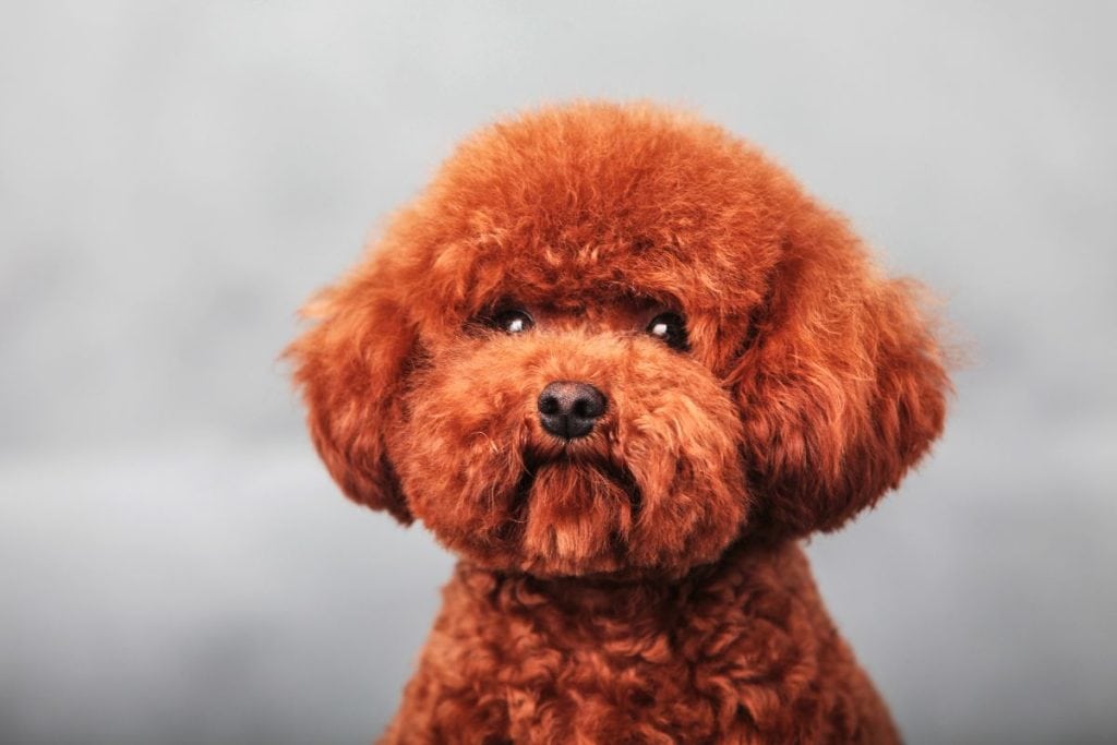 Poodle Tail Docked vs Undocked: Pros and Cons
