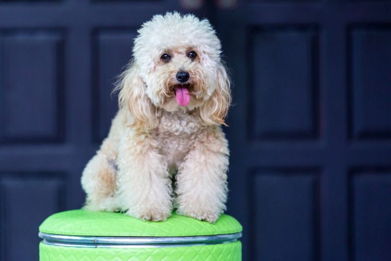 Does a Poodle Have Hair or Fur? The Common Misconception