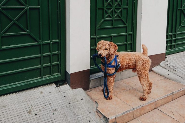 Poodle Tail Styles - The Most Common Styles And Grooming Tips - Poodle ...