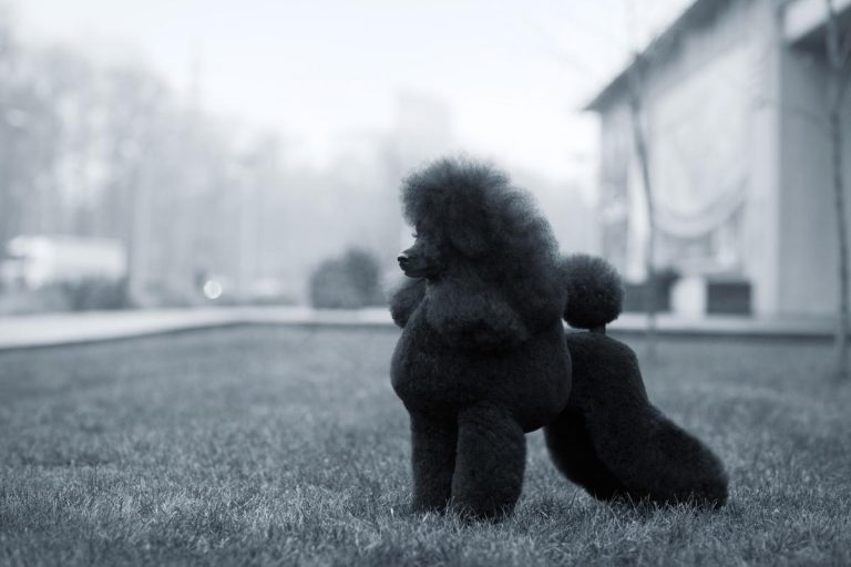 Poodle Tail Styles - The Most Common Styles And Grooming Tips - Poodle ...