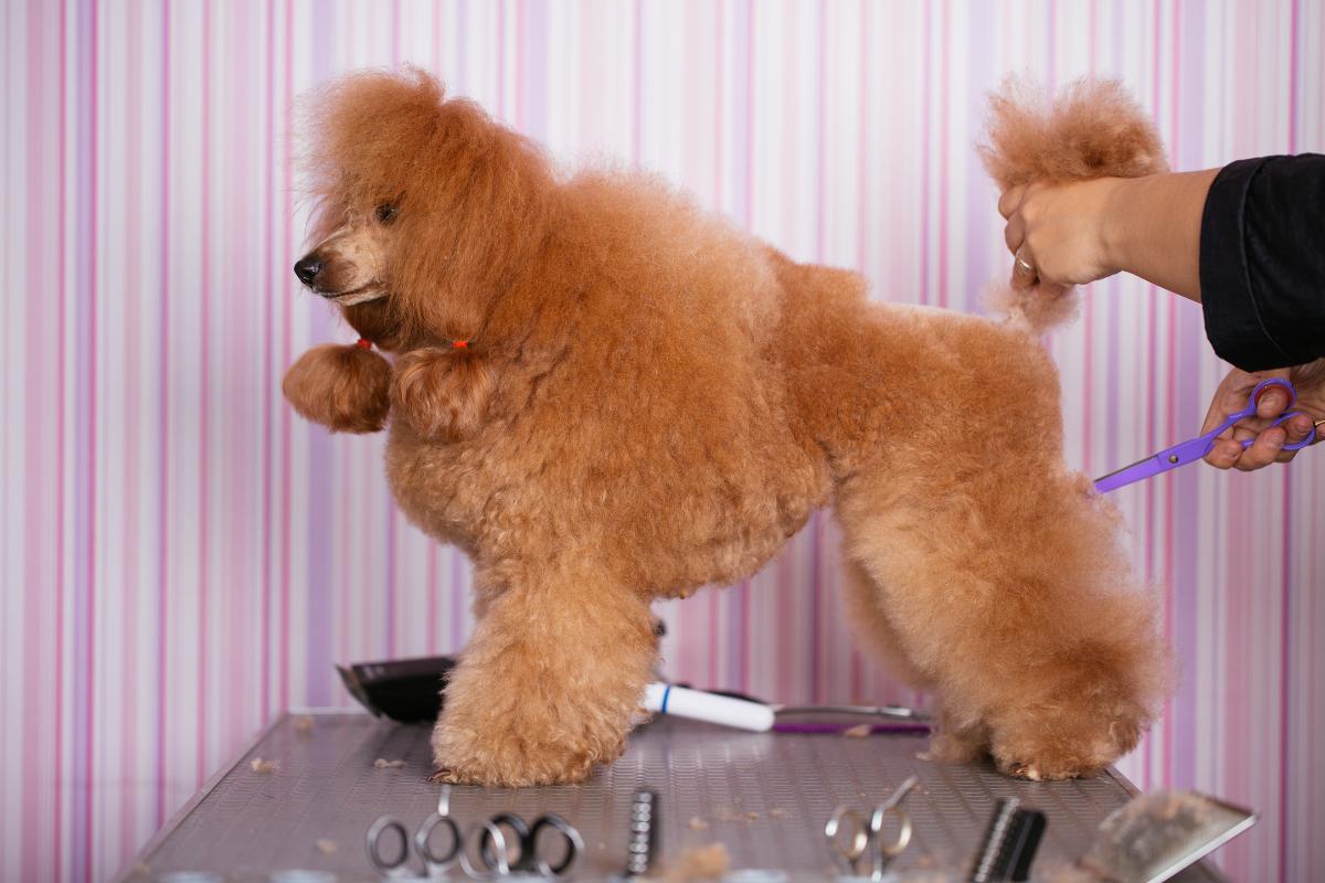 Poodle Tail Styles - The Most Common Styles And Grooming Tips - Poodle ...