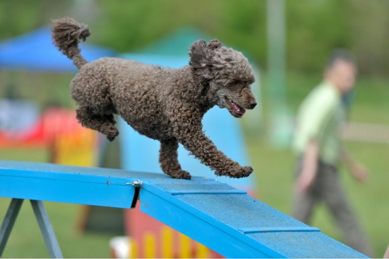 Do Poodles Have Curly Tails? When Should You Worry - Poodle center