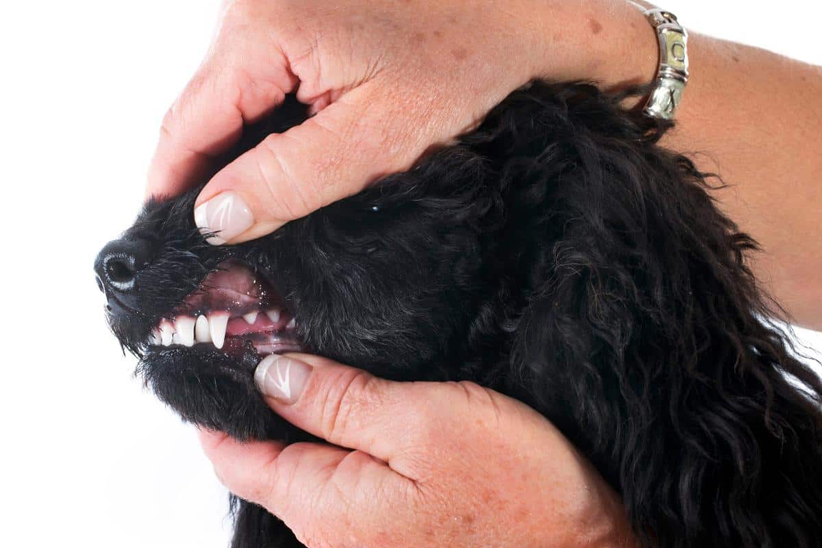 The Truth About Poodle Underbite: Causes, Treatment, & Prevention