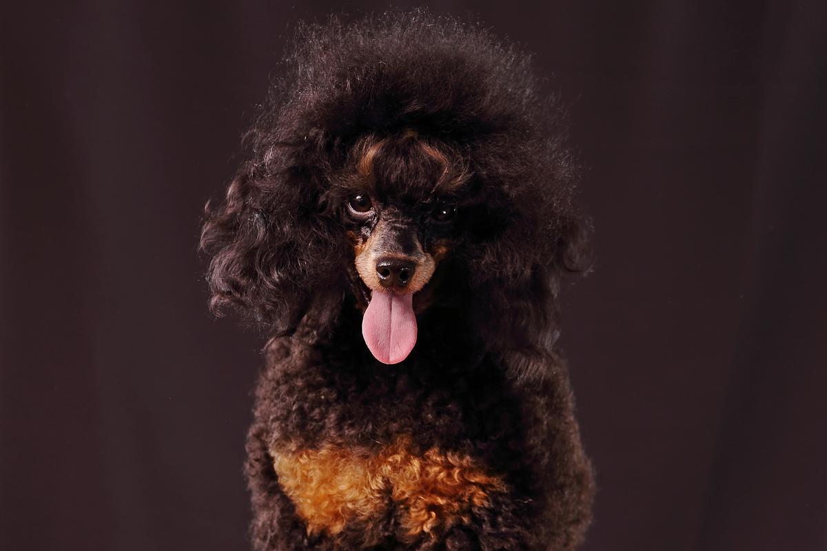 The Mysterious Phantom Poodle: Understanding This Unique Breed