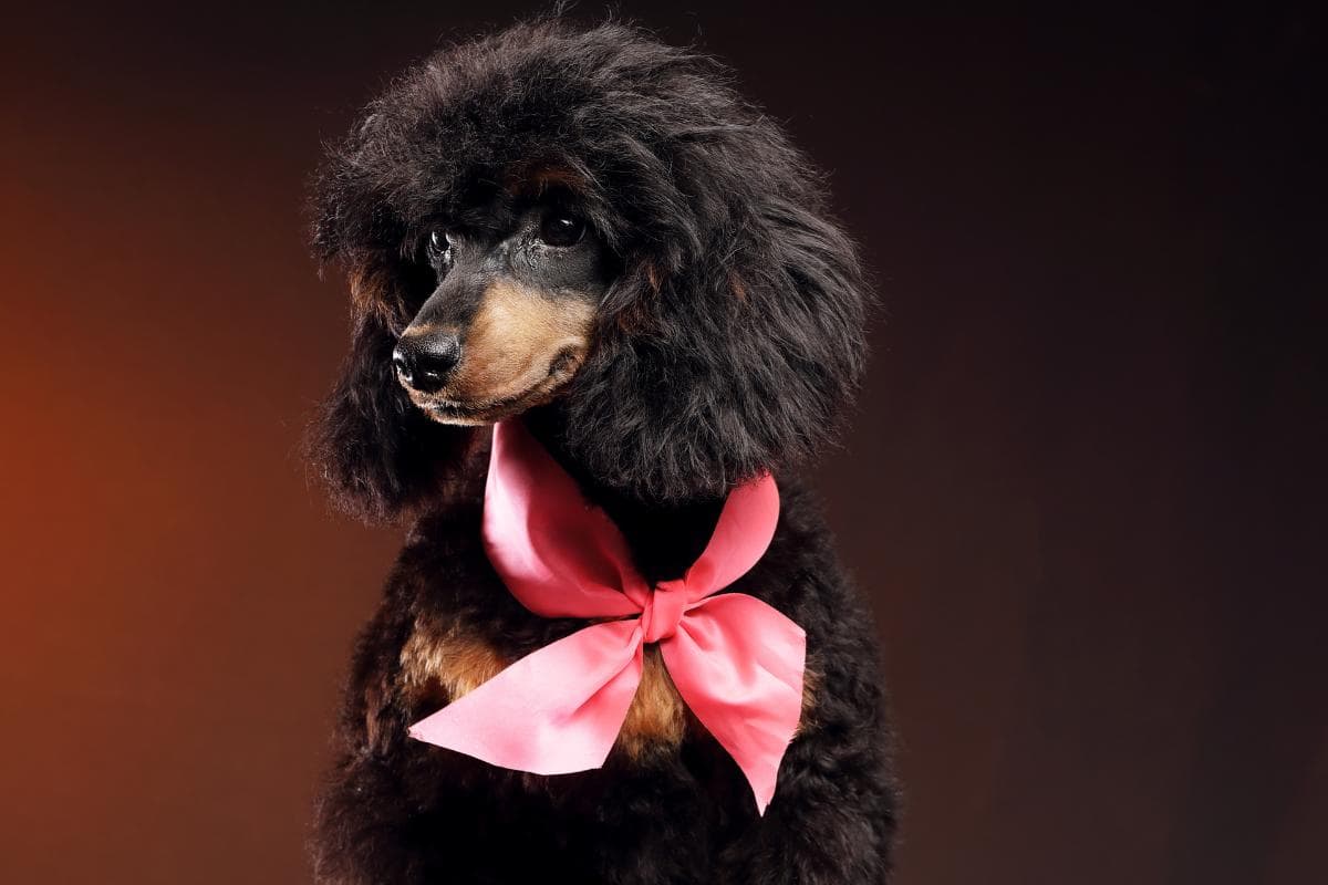 The Mysterious Phantom Poodle: Understanding This Unique Breed