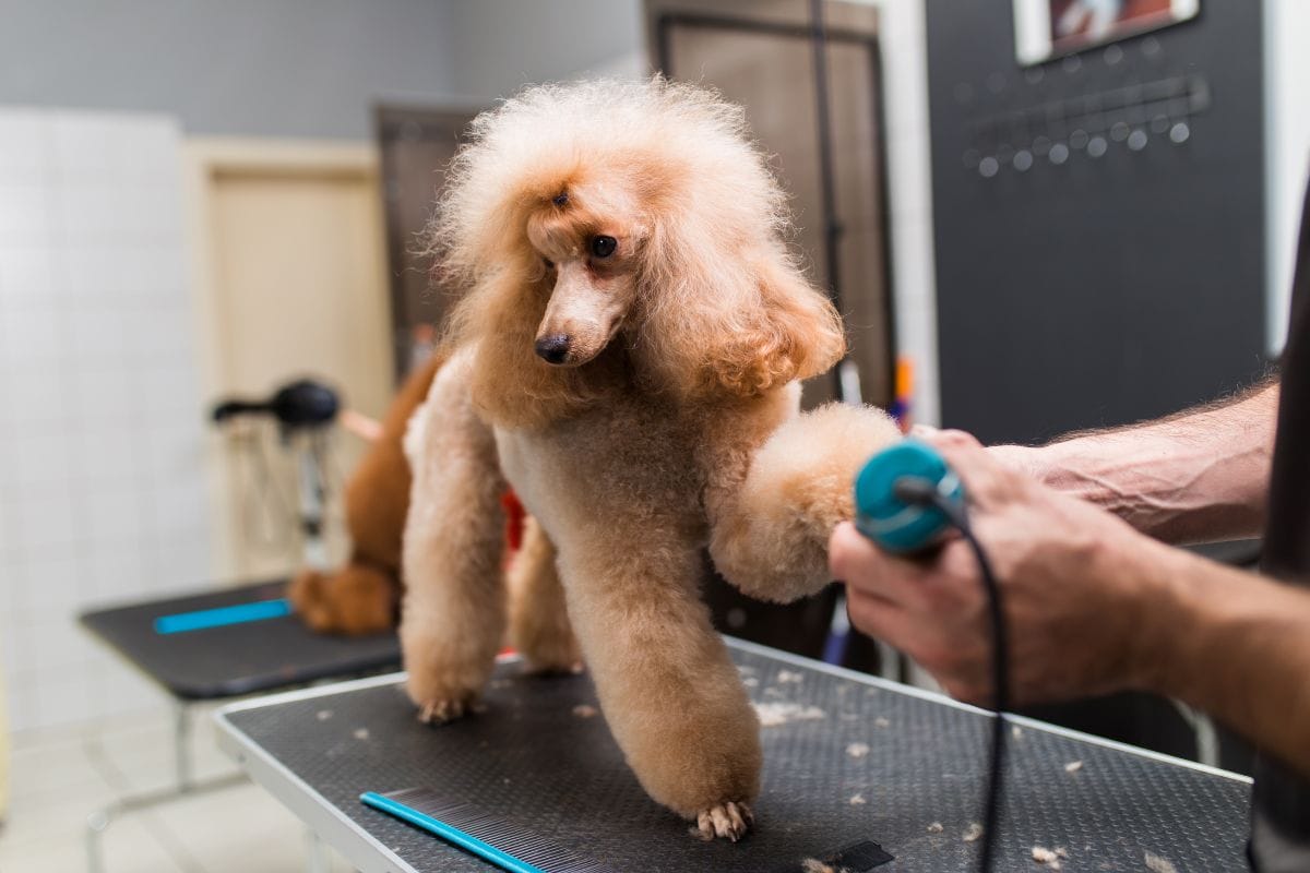How To Shave A Poodle - The Best Tips