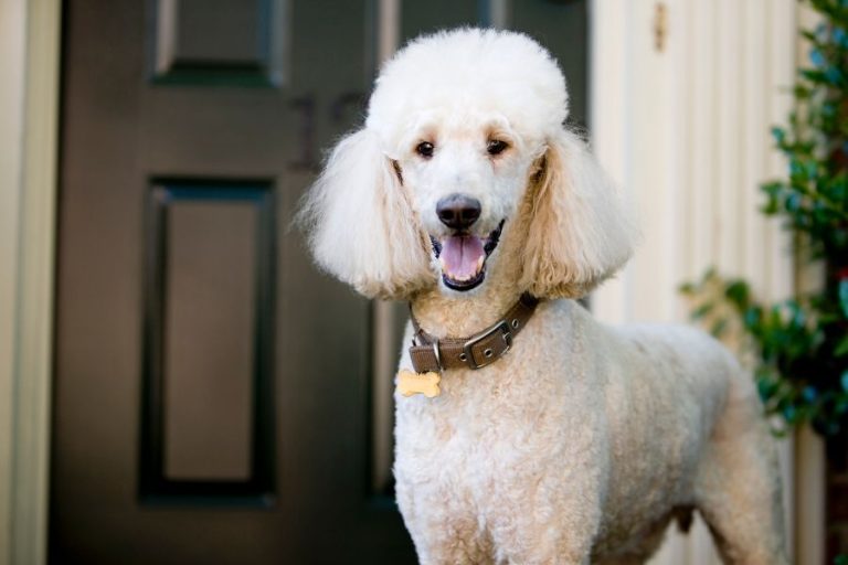 Poodle Allergies: Causes, Symptoms, and Treatment Options - Poodle center