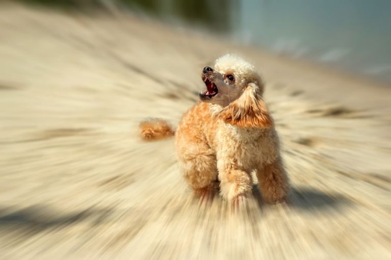 Poodle Bite Force: The average bite force compared to other breeds