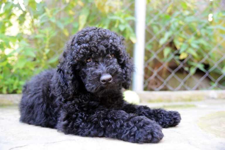Black Poodle: Characteristics, Care, and Training Tips - Poodle center